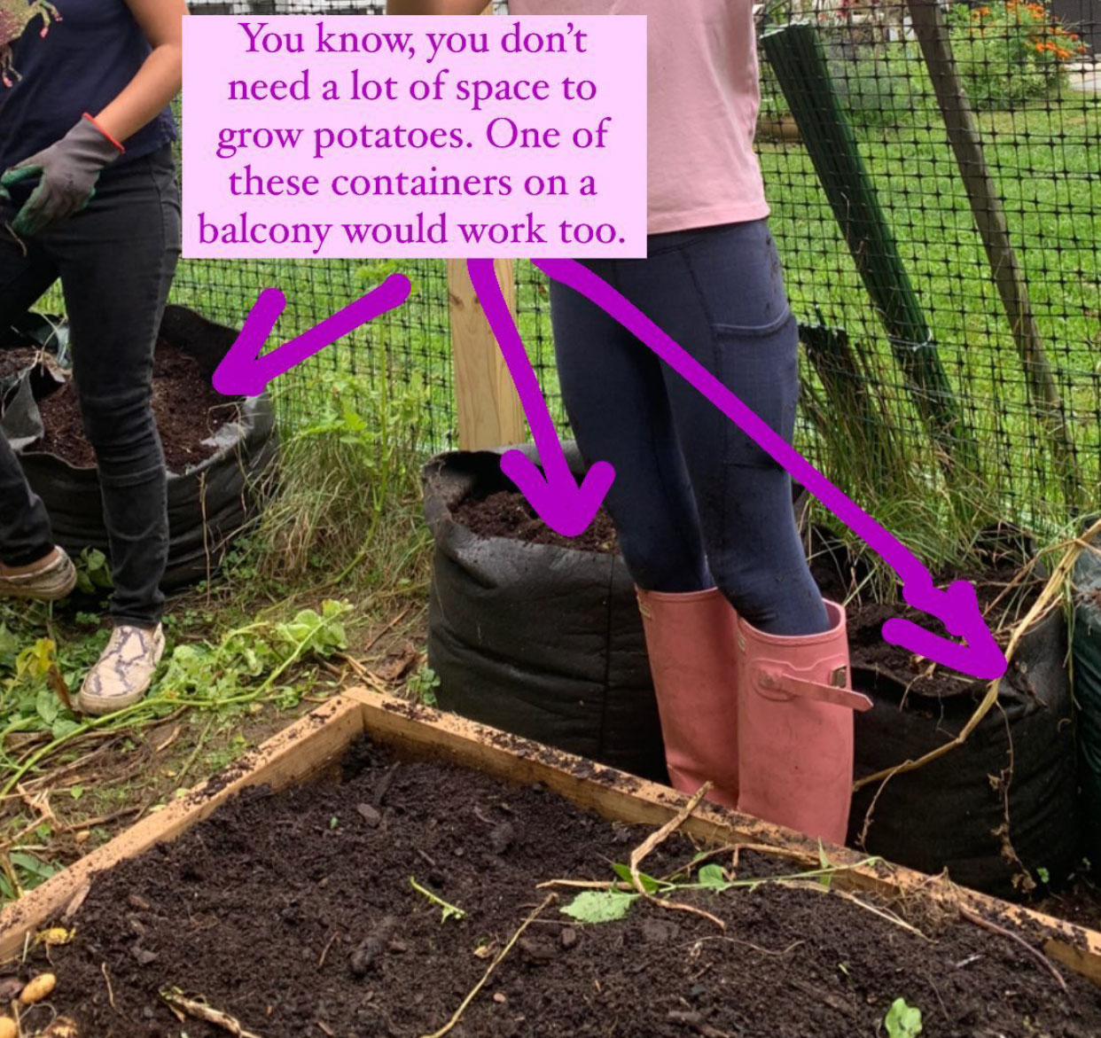 How To Grow Your Own Potatoes | Muneeza Ahmed