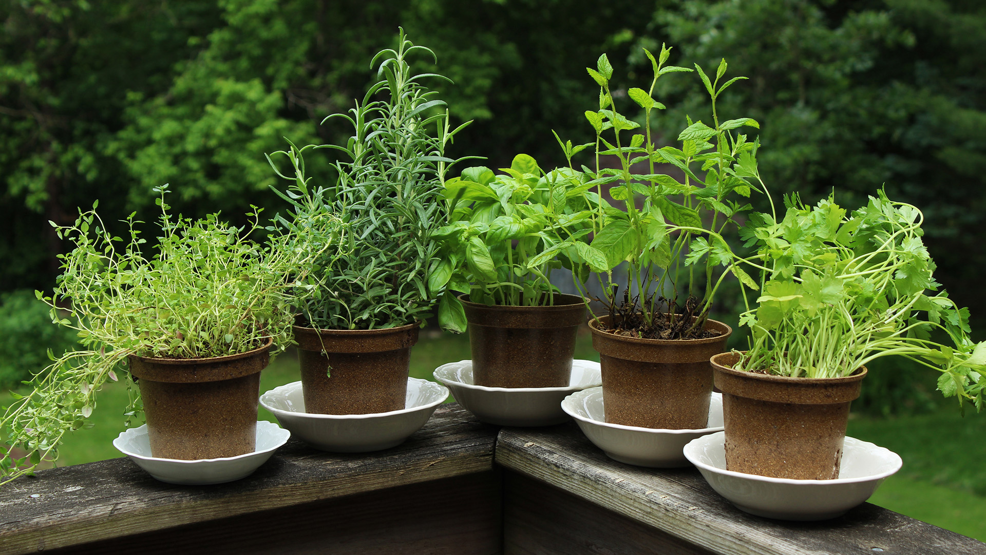 Top 5 Grow-At-Home Herbs | Muneeza Ahmed